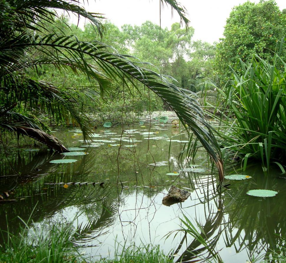 Free Stock Photo of Tropical Lilly Pond | Download Free Images and Free ...