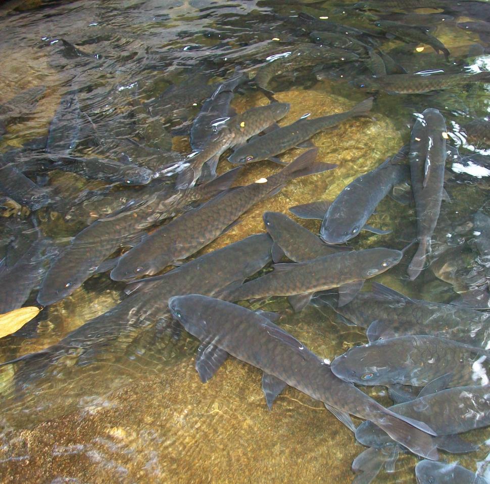 Free Stock Photo of Black Carp | Download Free Images and Free ...