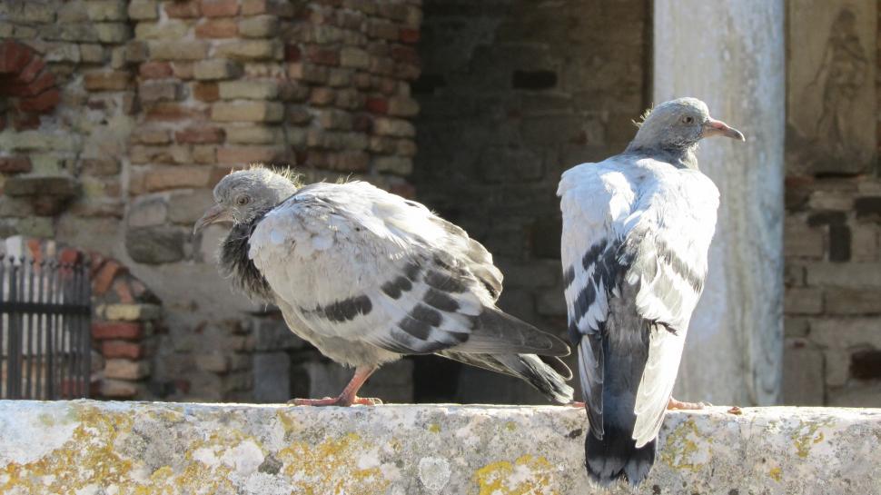 Free Stock Photo of Pigeons at Torcello (Venice) | Download Free Images ...