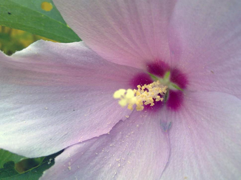 Free Stock Photo of Violet Hibiscus | Download Free Images and Free ...