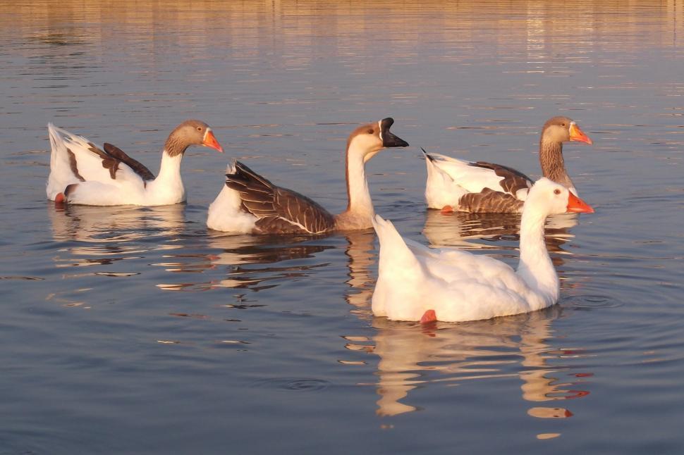 Free Stock Photo of Geese | Download Free Images and Free Illustrations