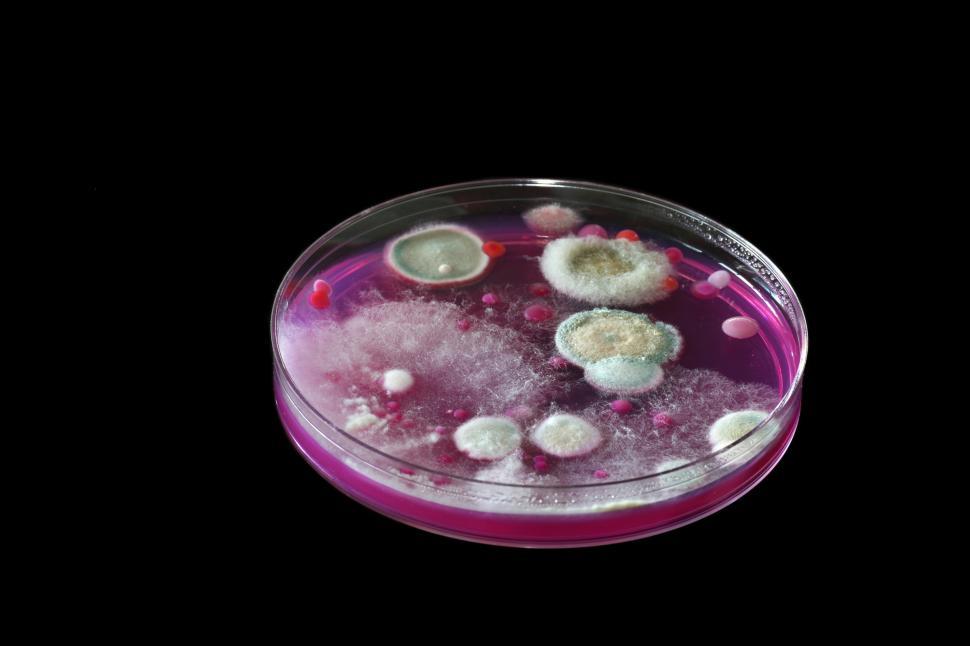 Free Stock Photo of Microbiology | Download Free Images and Free ...