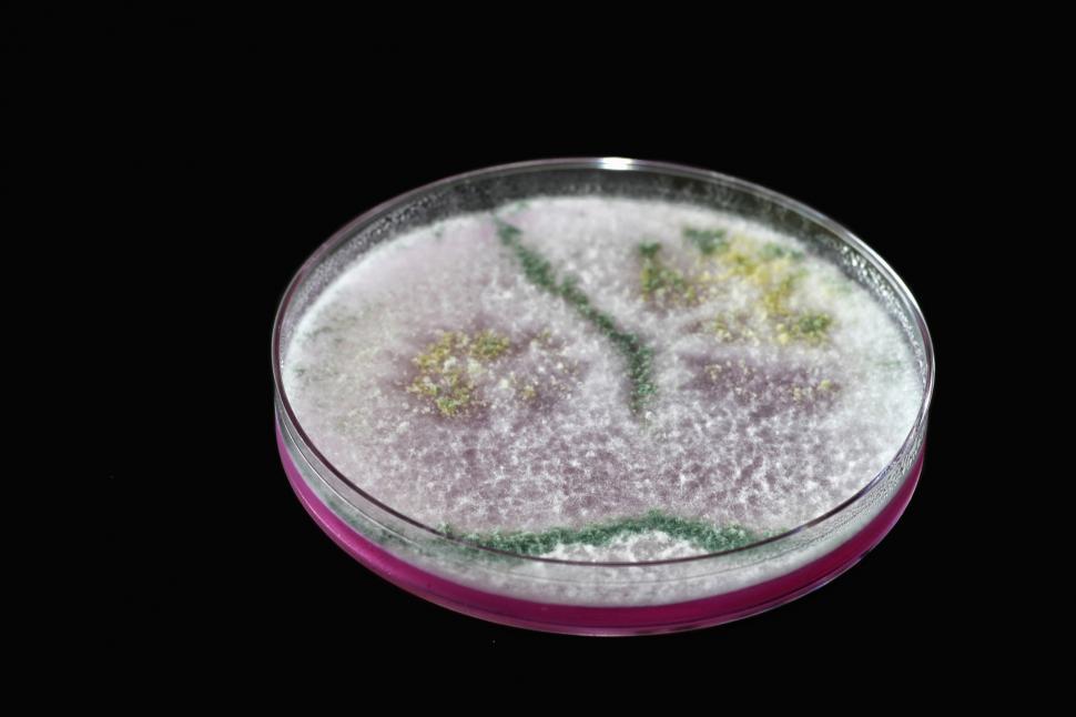 Free Stock Photo of Microbiology | Download Free Images and Free ...
