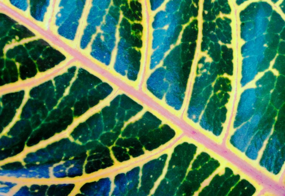 Free Stock Photo of Single Colorful Leaf | Download Free Images and ...