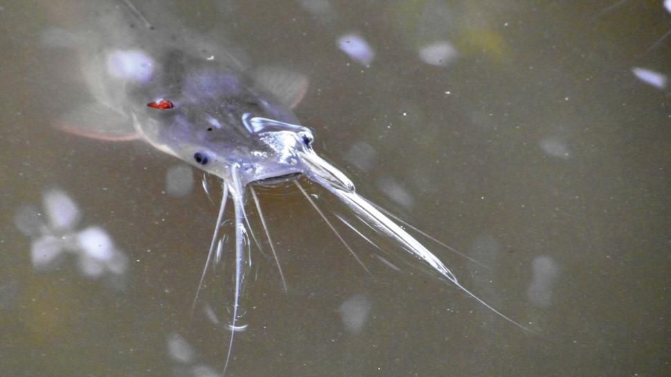 Free Stock Photo of Catfish | Download Free Images and Free Illustrations