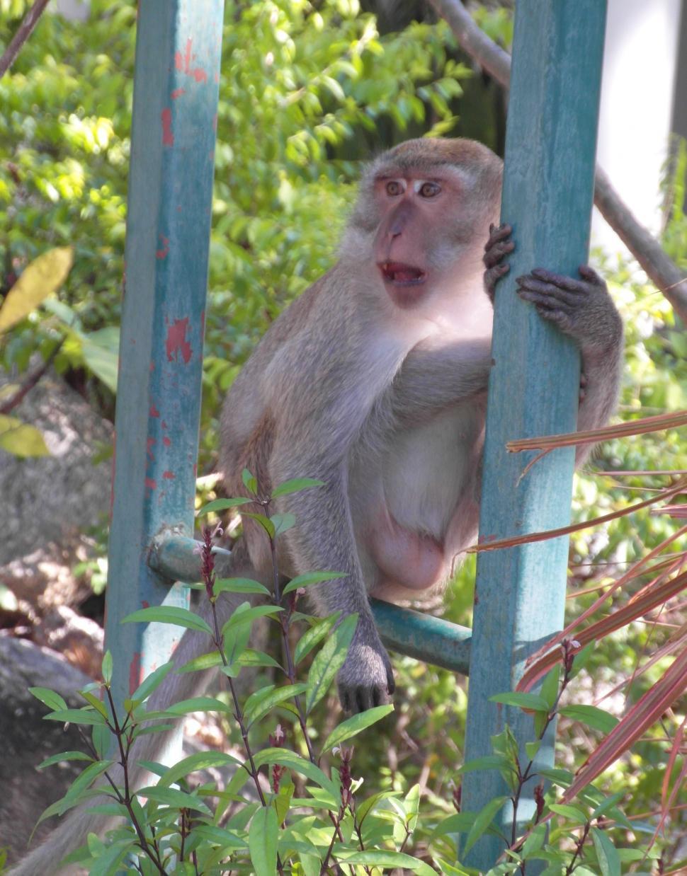 Free Stock Photo of Monkey | Download Free Images and Free Illustrations