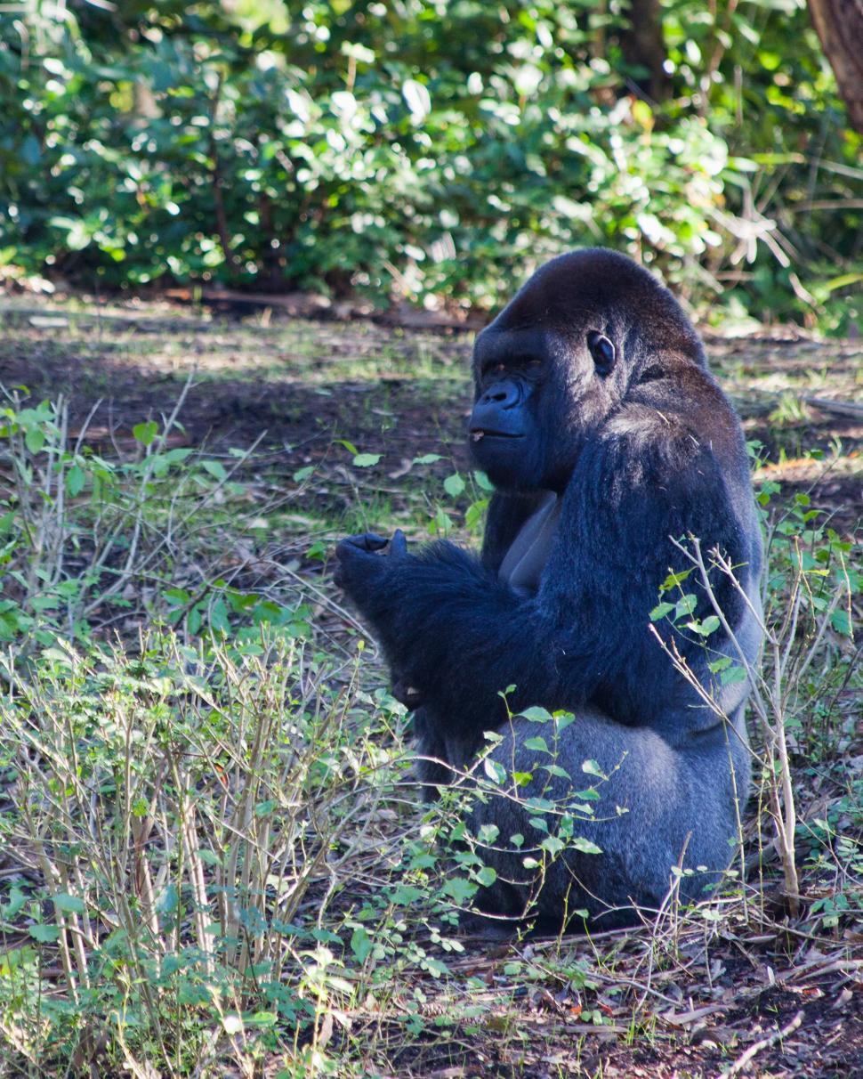 Free Stock Photo of Gorilla | Download Free Images and Free Illustrations