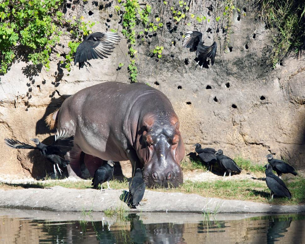 Free Stock Photo of Hippo | Download Free Images and Free Illustrations