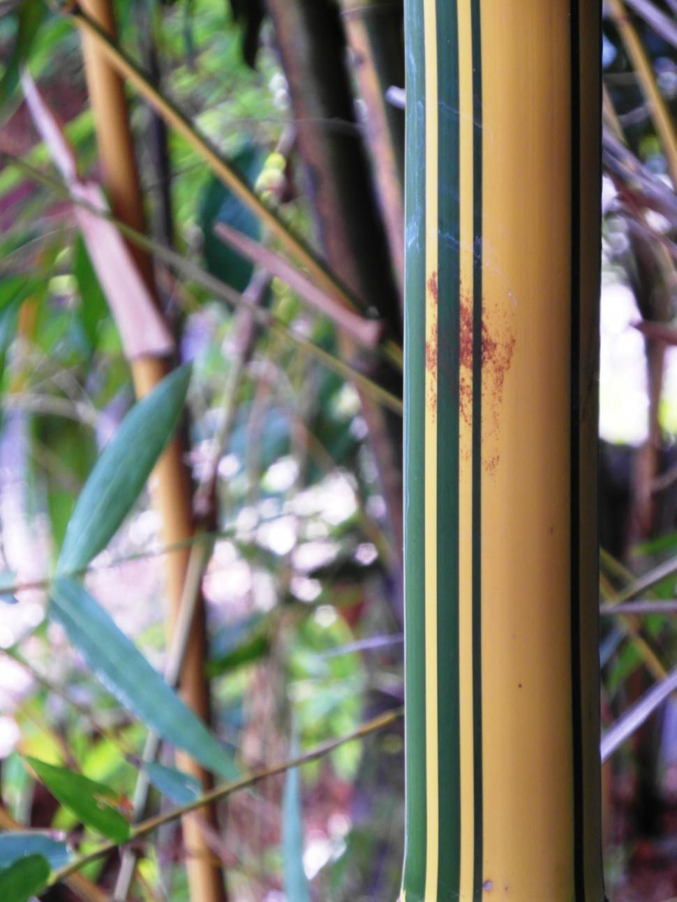 Free Stock Photo of Golden Striped Bamboo Detail | Download Free Images ...