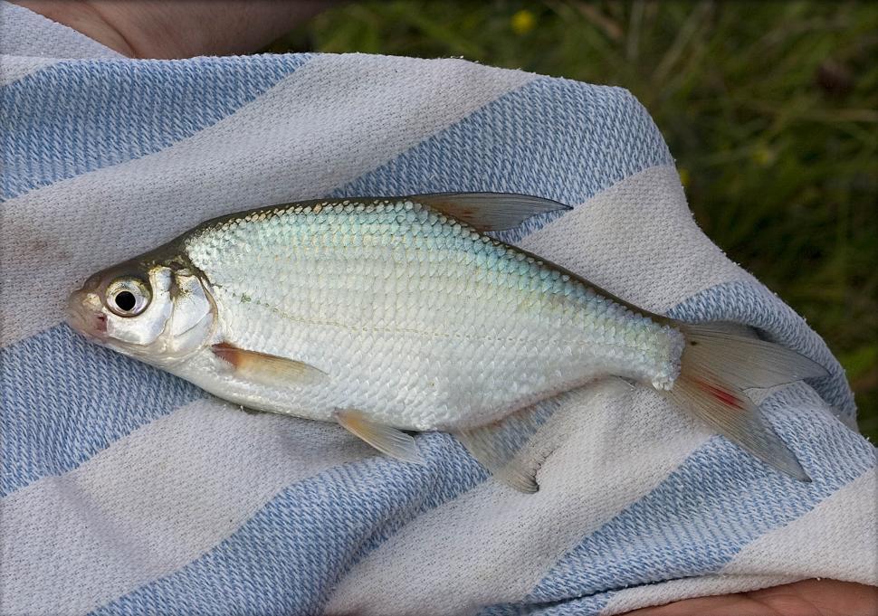 Free Stock Photo of Bream | Download Free Images and Free Illustrations