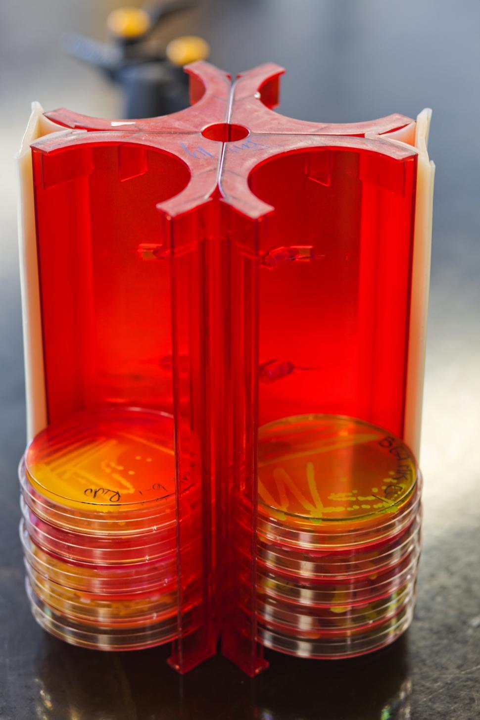 Free Stock Photo of Microbiology | Download Free Images and Free ...