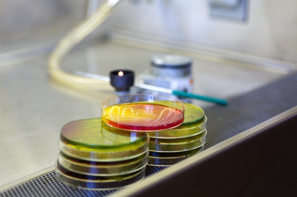 Free Stock Photo of Microbiology | Download Free Images and Free ...