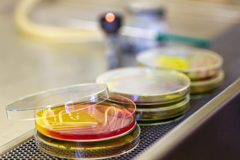 Free Stock Photo of Microbiology | Download Free Images and Free ...