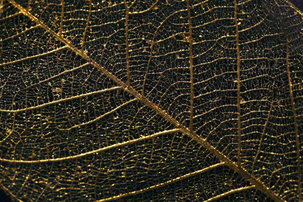 Free Stock Photo of Leaf anatomy | Download Free Images and Free ...