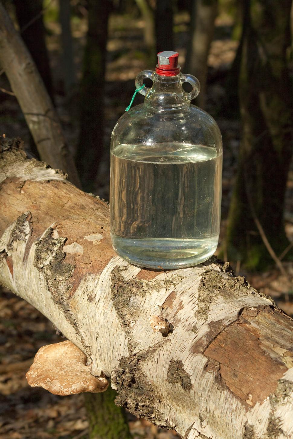 Free Stock Photo of Birch sap | Download Free Images and Free Illustrations