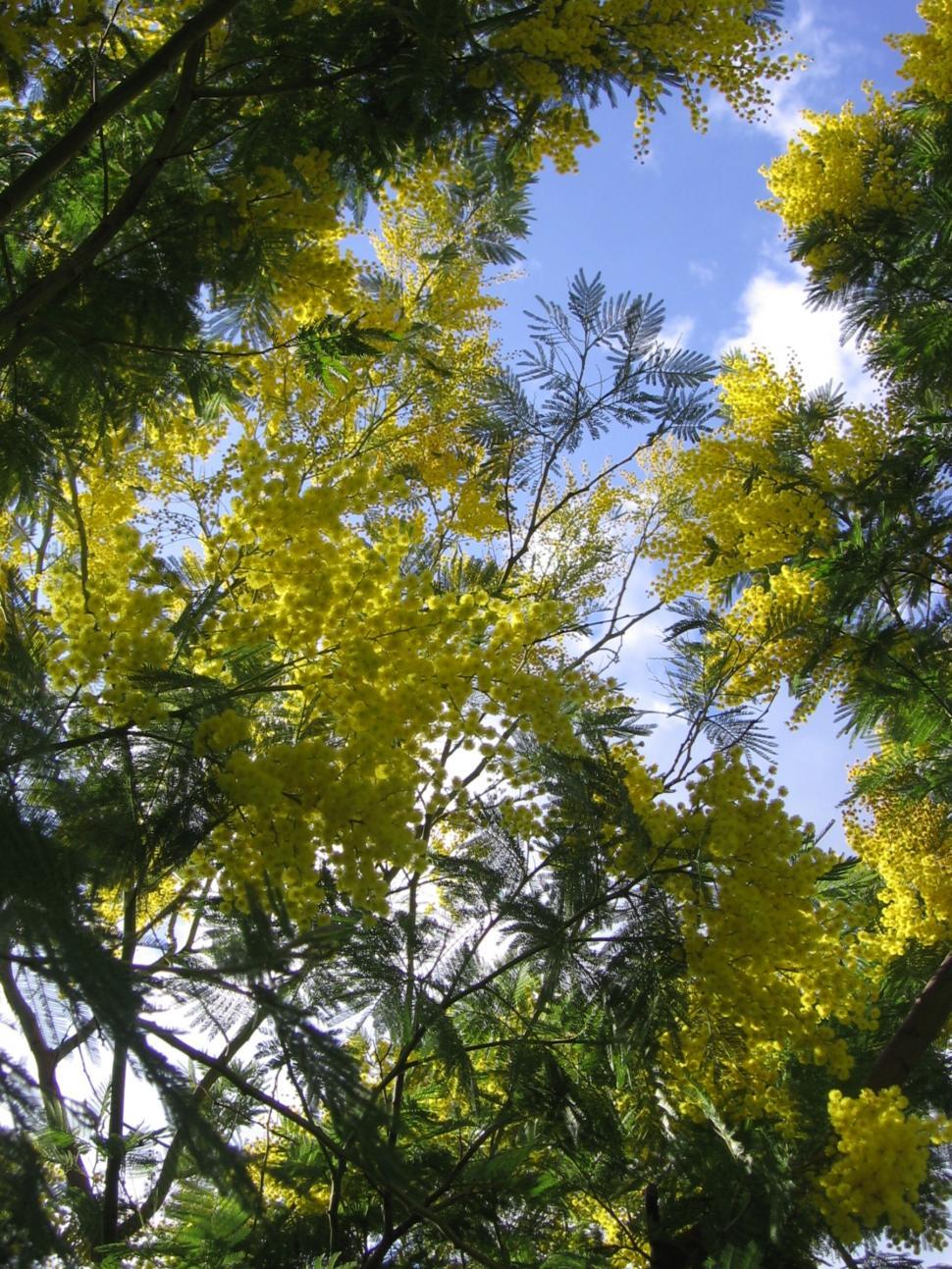 Free Stock Photo of Mimosas | Download Free Images and Free Illustrations