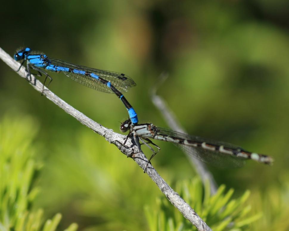 Free Stock Photo of Common Blue Damselfly | Download Free Images and ...