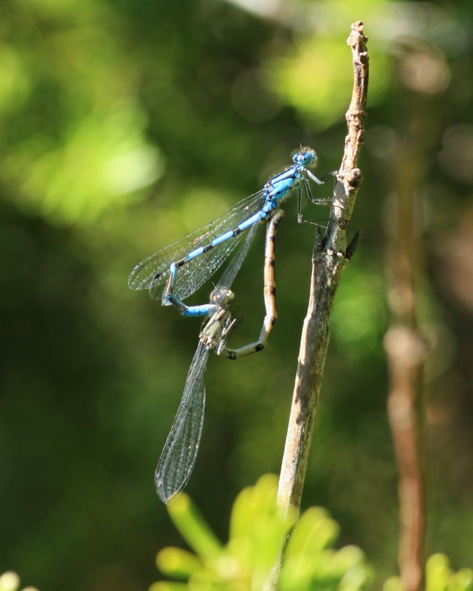Free Stock Photo of Common Blue Damselfly | Download Free Images and ...