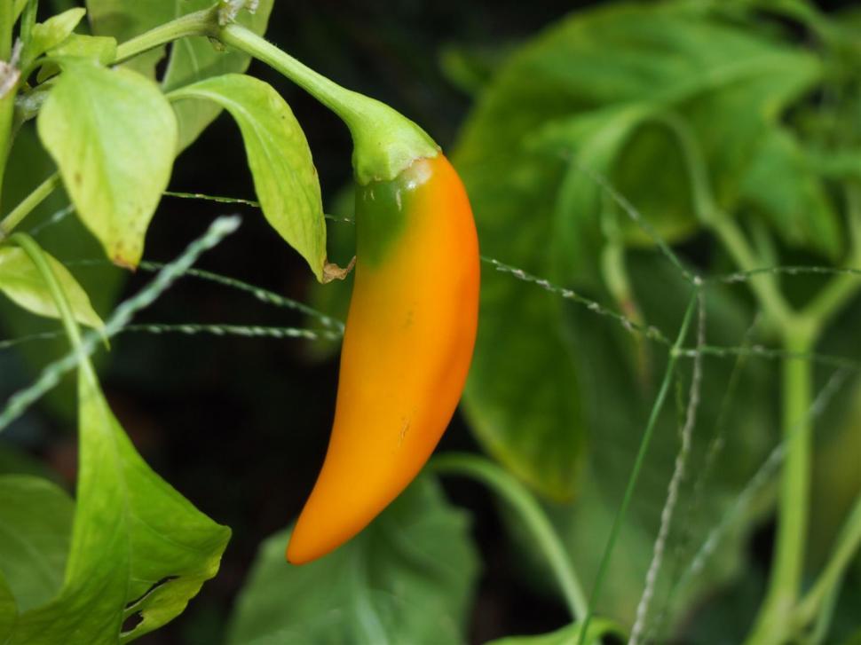 Free Stock Photo of Peppers | Download Free Images and Free Illustrations
