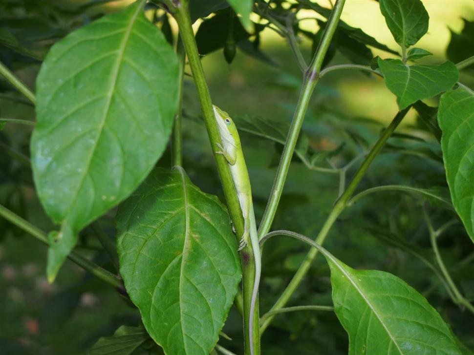 Free Stock Photo of Green Anole Lizard | Download Free Images and Free ...