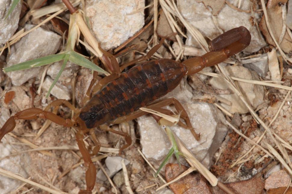 Free Stock Photo of Scorpion | Download Free Images and Free Illustrations