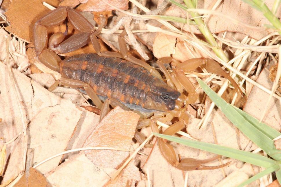 Free Stock Photo of Scorpion | Download Free Images and Free Illustrations