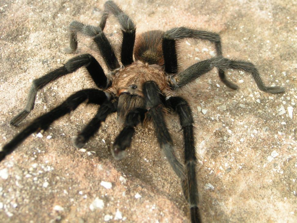 Free Stock Photo of Tarantula | Download Free Images and Free Illustrations