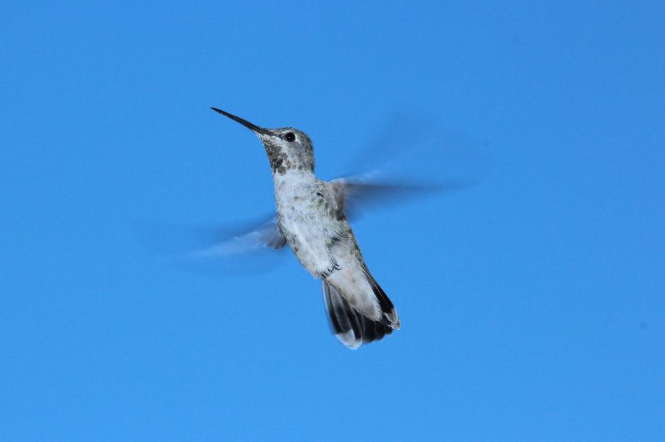 Free Stock Photo of Hummer Flying | Download Free Images and Free ...