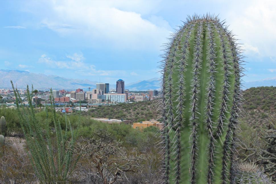 Free Stock Photo of Cactus Near Tucson | Download Free Images and Free ...