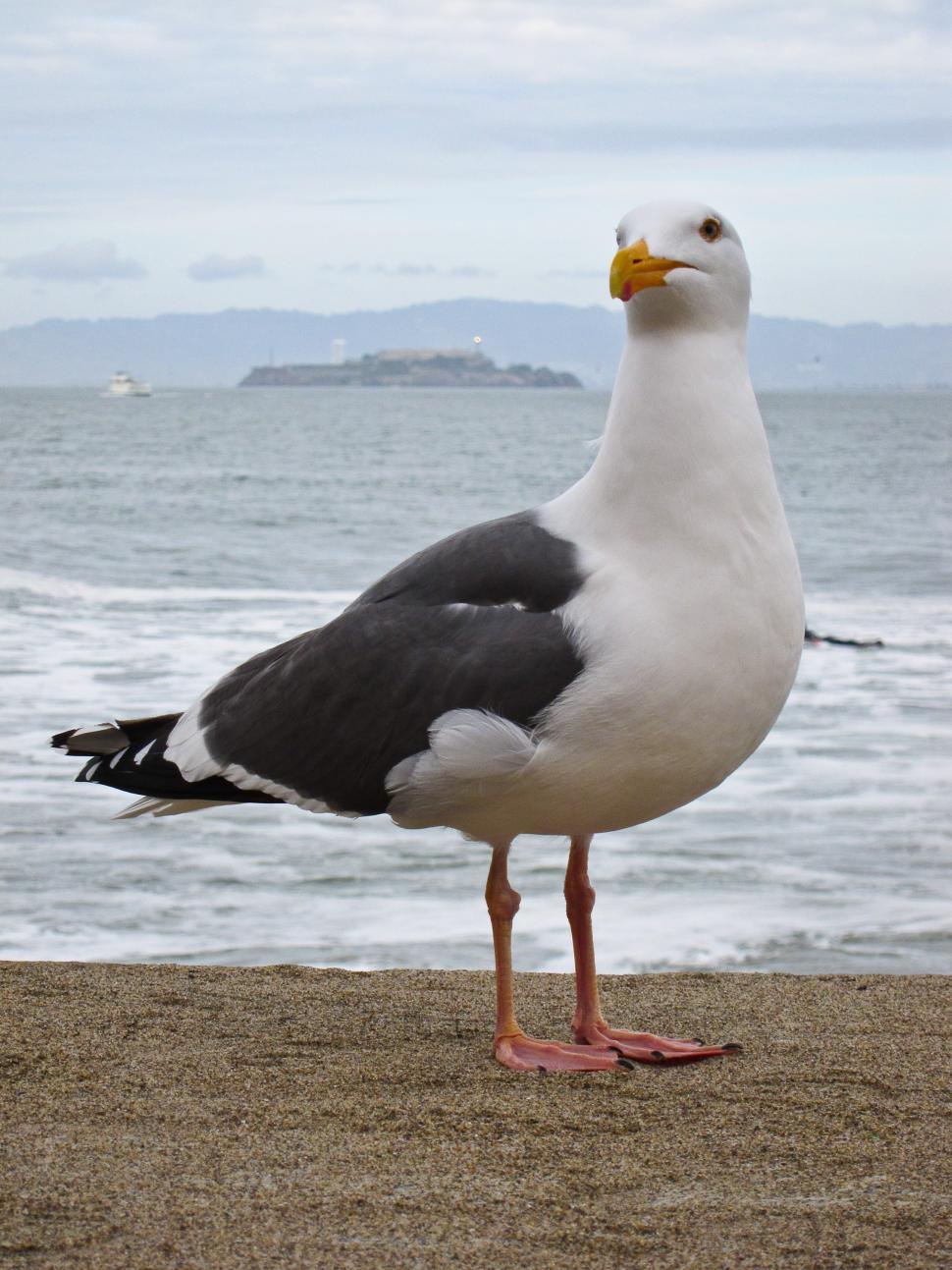 Free Stock Photo of Seagull | Download Free Images and Free Illustrations