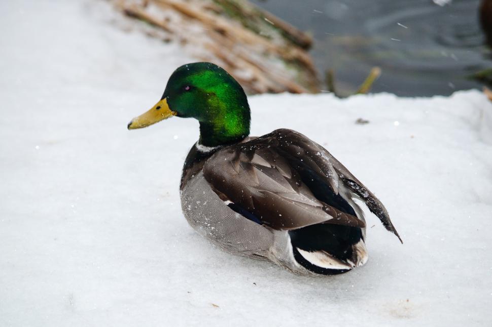 Free Stock Photo of Duck | Download Free Images and Free Illustrations