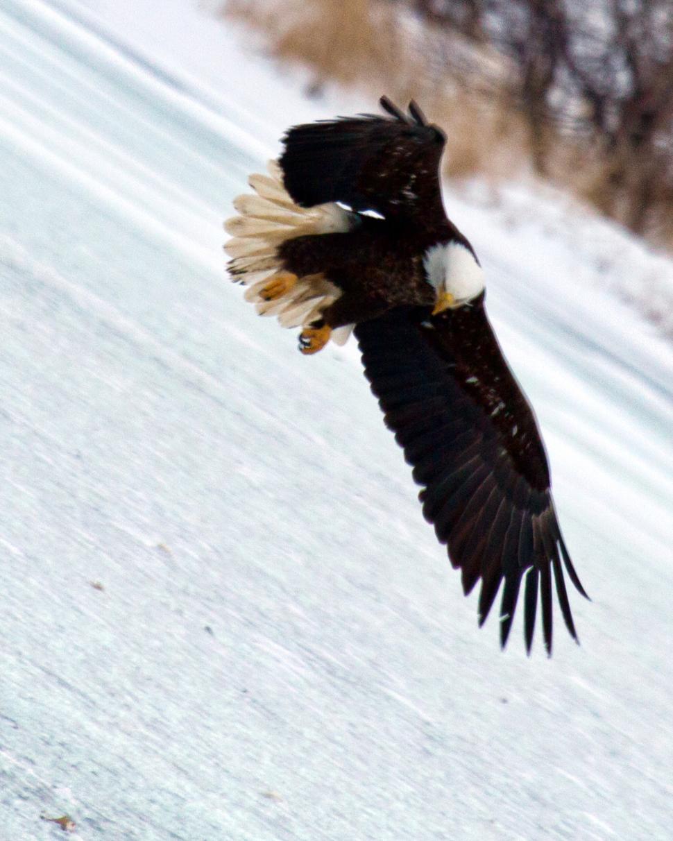 Free Stock Photo of Bald Eagle | Download Free Images and Free ...