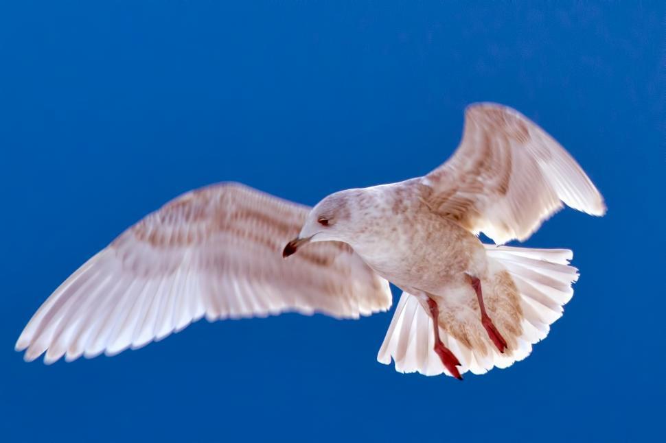 Free Stock Photo of Bird | Download Free Images and Free Illustrations
