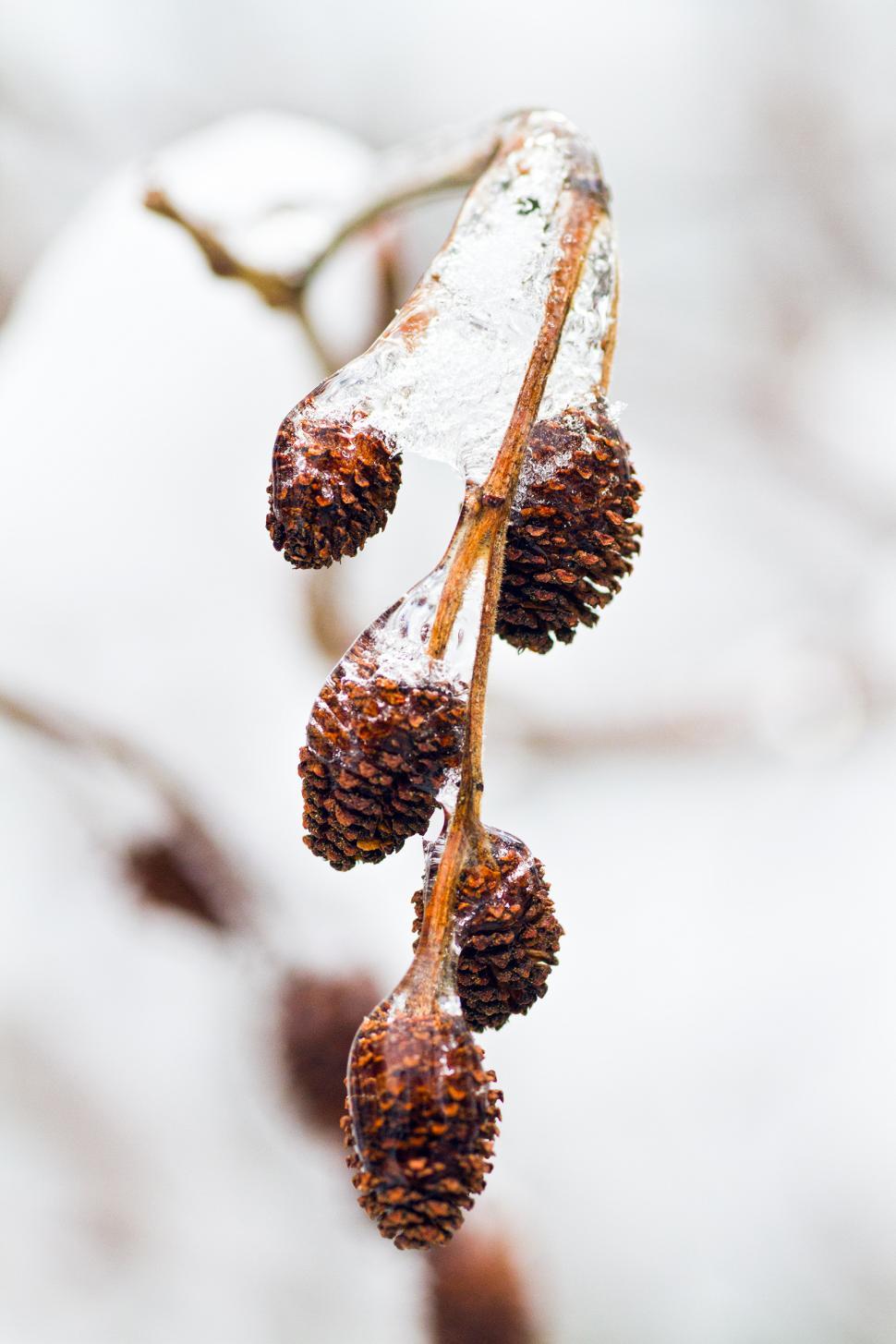 Free Stock Photo of Alder | Download Free Images and Free Illustrations