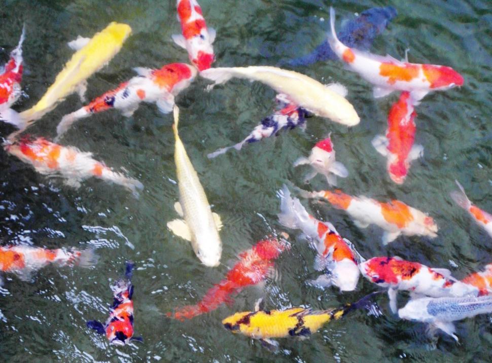 Free Stock Photo of Colorful Carp | Download Free Images and Free ...