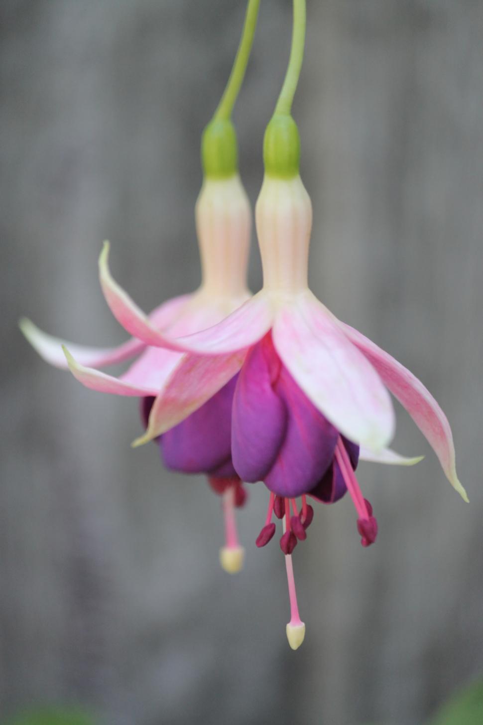 Free Stock Photo of Two fuchsias | Download Free Images and Free ...