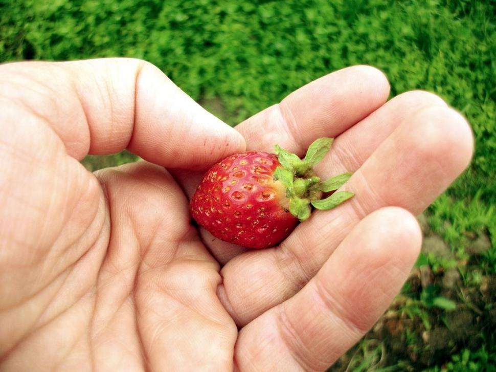 Free Stock Photo of Fresh and organic | Download Free Images and Free ...
