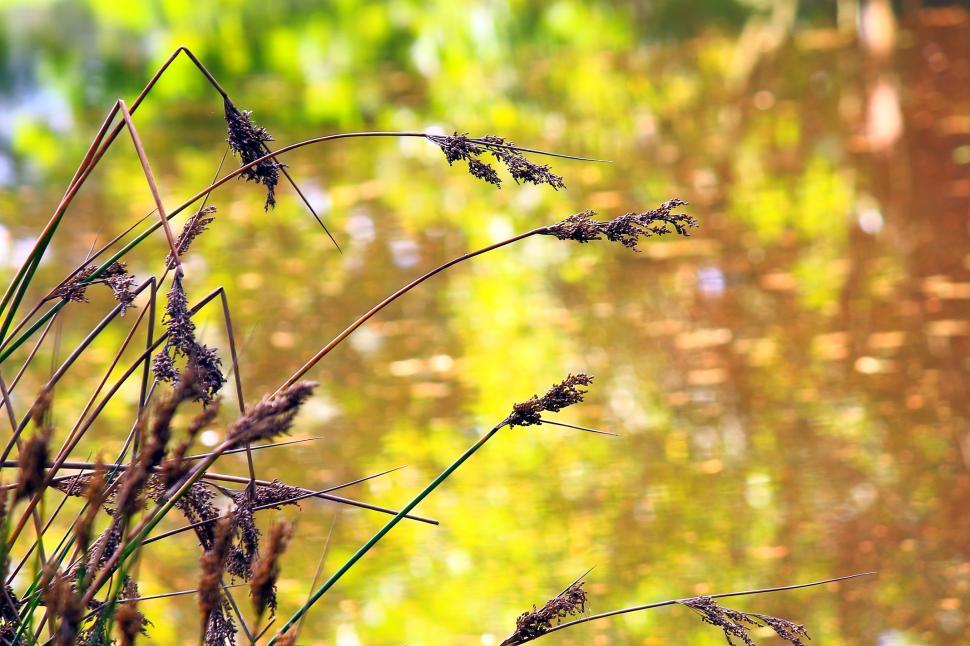 Free Stock Photo of Golden pond | Download Free Images and Free ...
