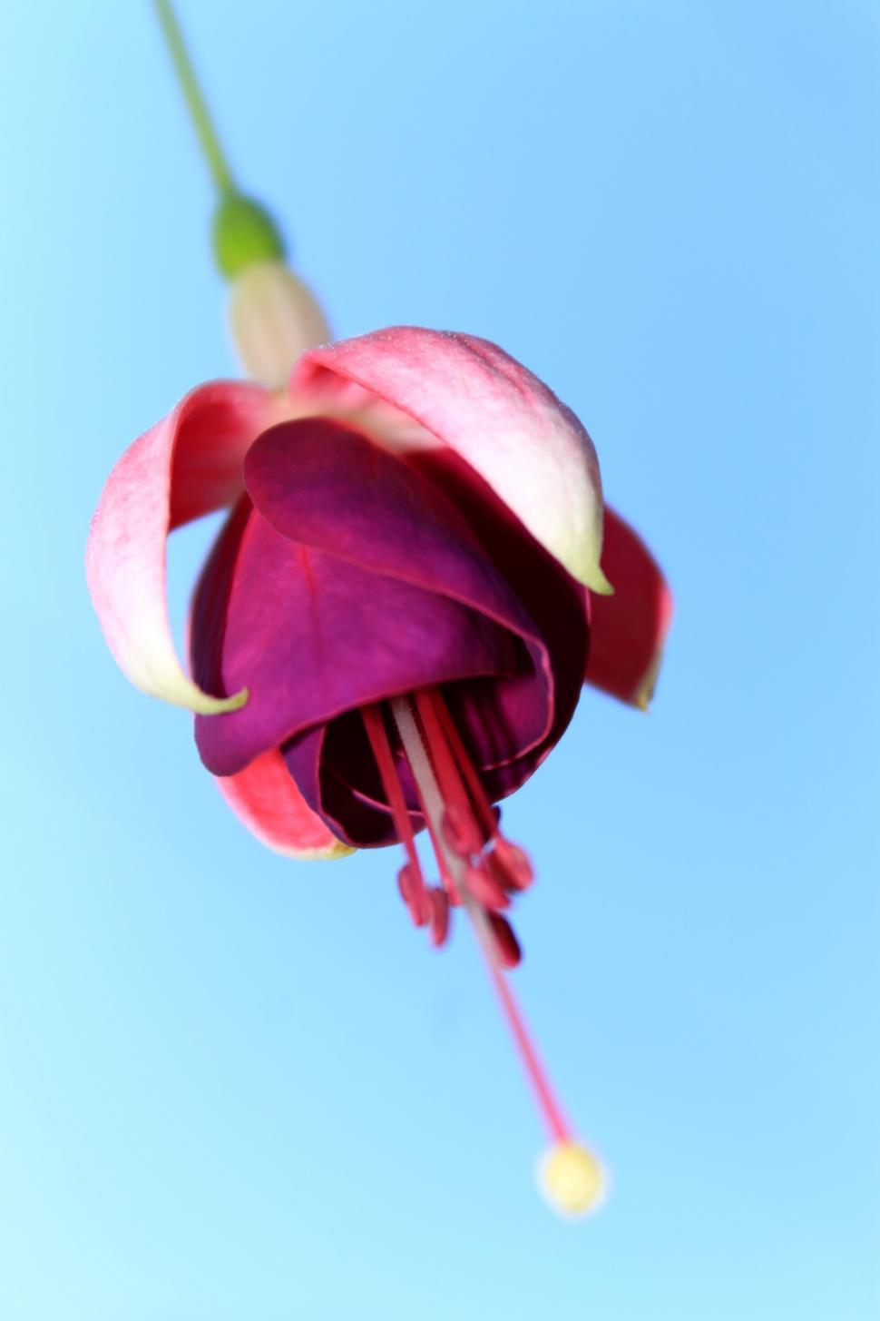 Free Stock Photo of Pink fuchsia | Download Free Images and Free ...