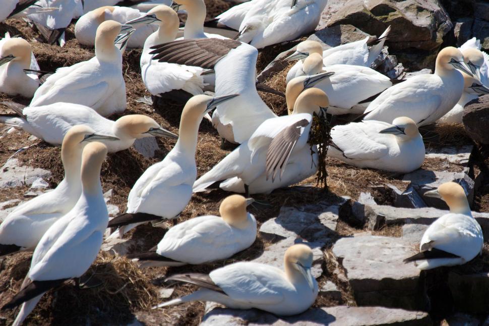 Free Stock Photo of Gannet | Download Free Images and Free Illustrations