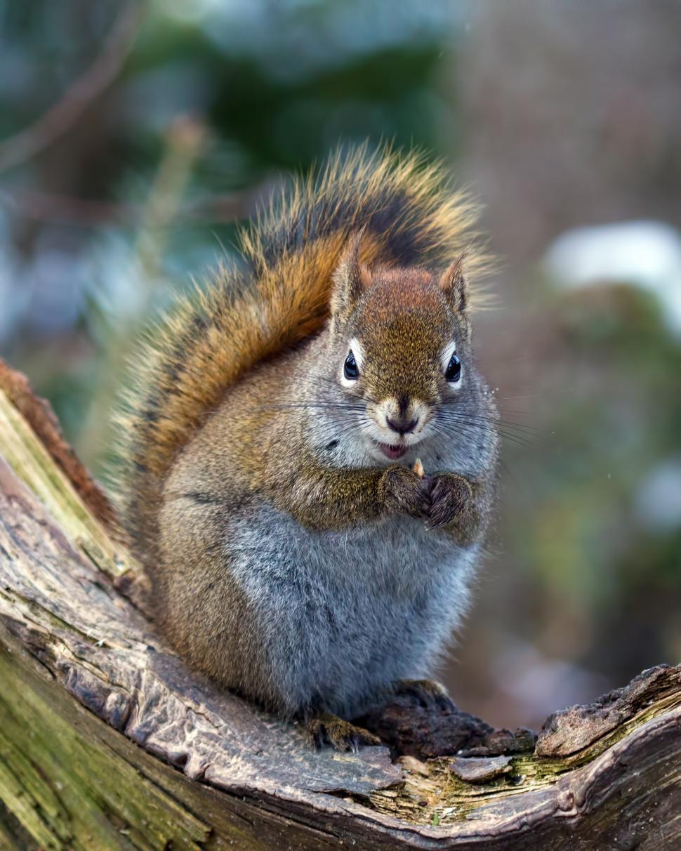 Free Stock Photo of Squirrel | Download Free Images and Free Illustrations