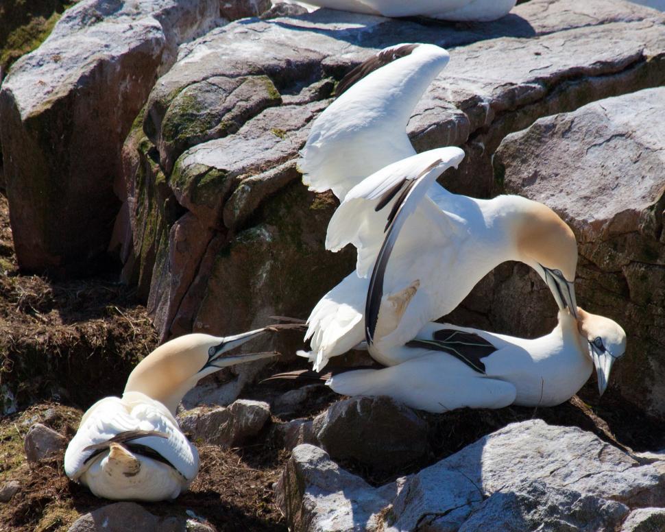 Free Stock Photo of Gannet | Download Free Images and Free Illustrations