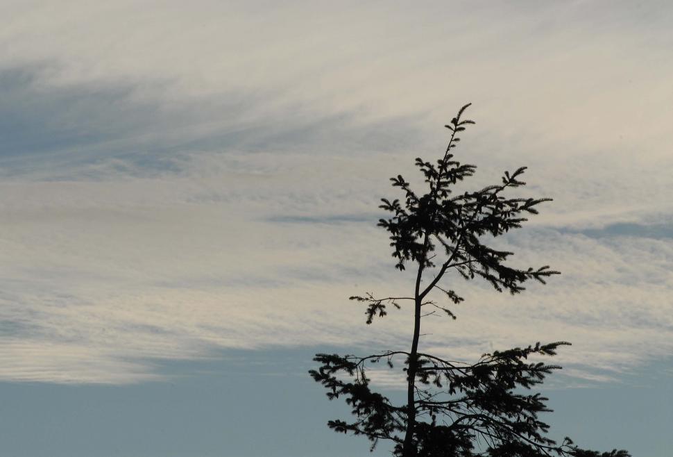 Free Stock Photo of Lone Tree and Clouds 1 | Download Free Images and ...