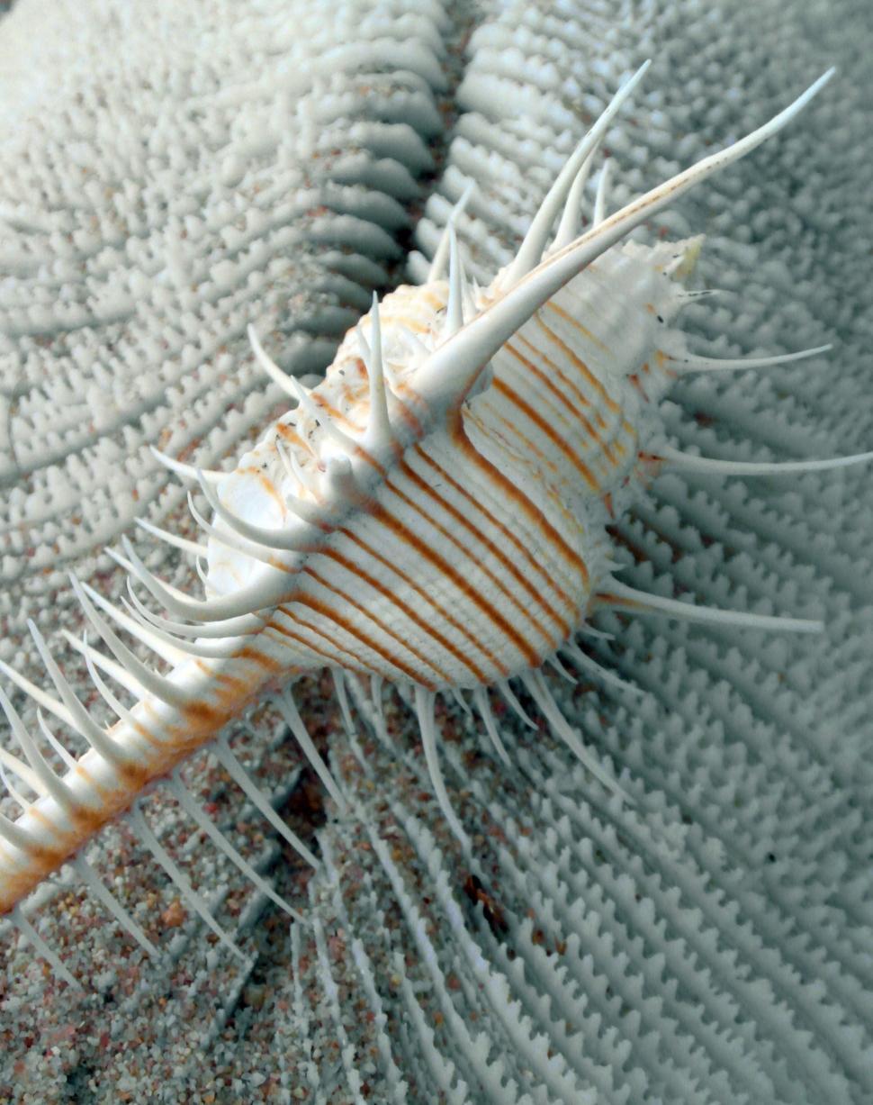 Free Stock Photo of Seashells | Download Free Images and Free Illustrations