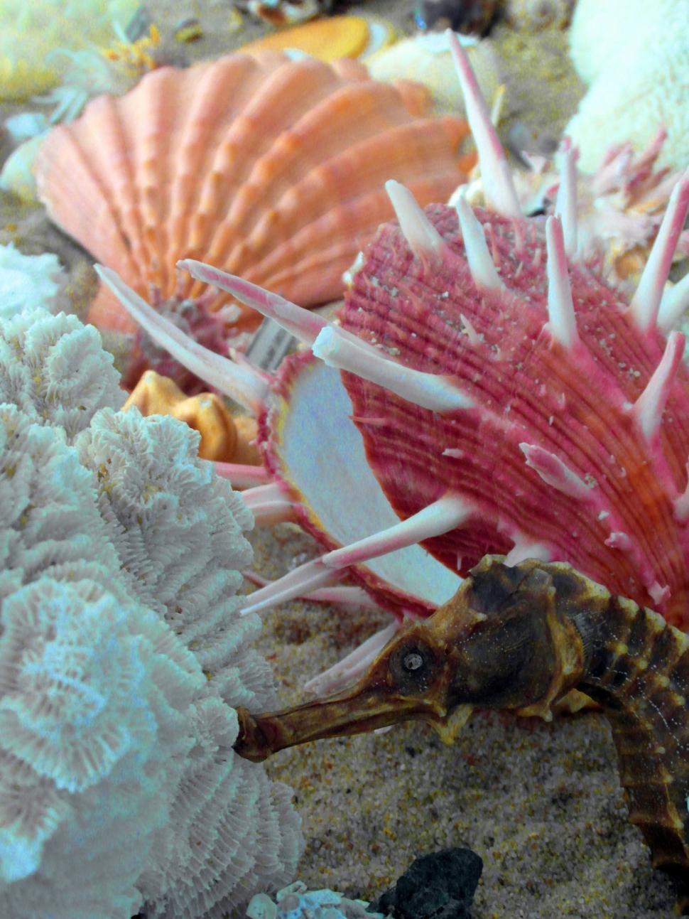 Free Stock Photo of Seashells | Download Free Images and Free Illustrations