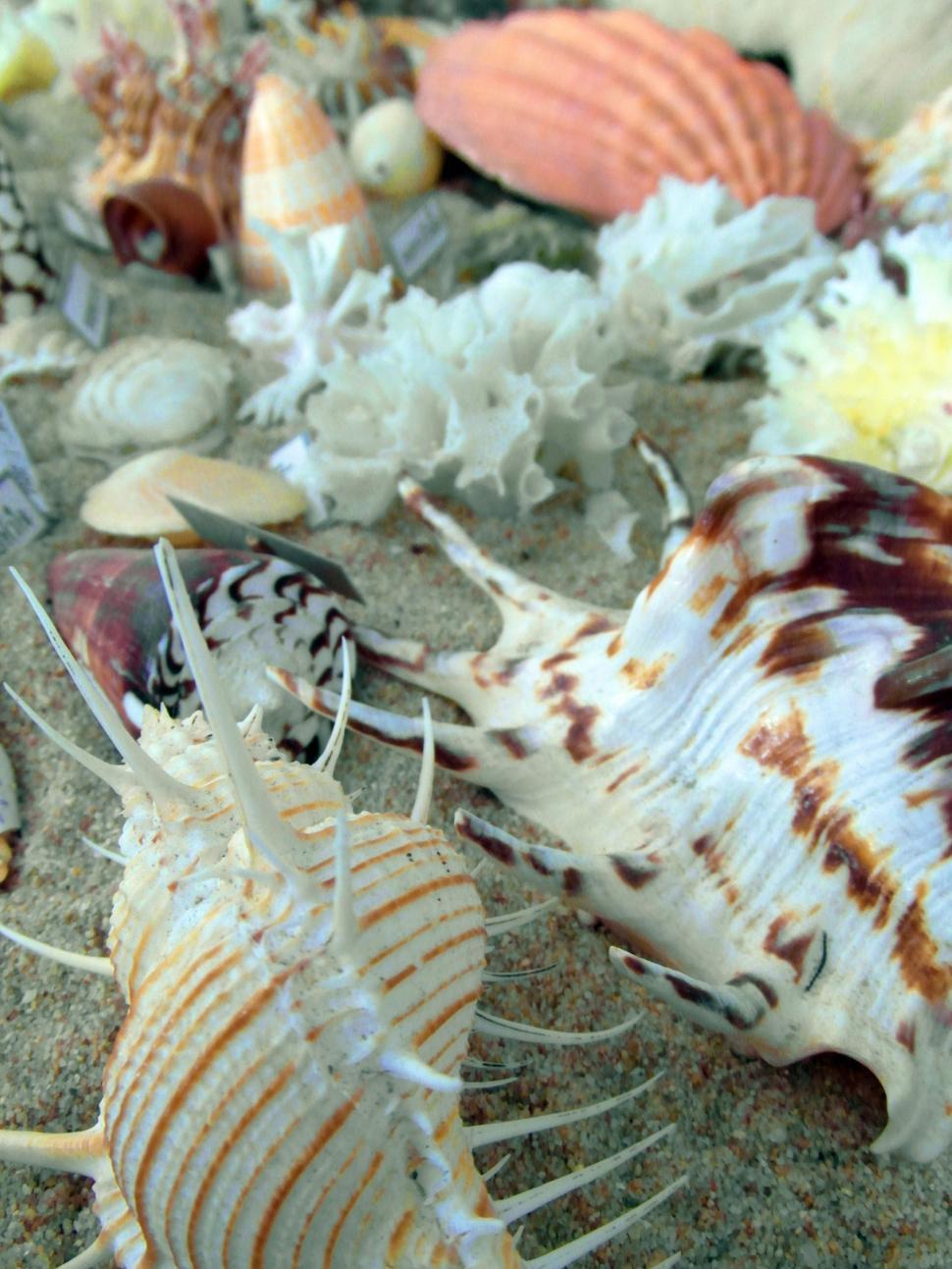 Free Stock Photo of Seashells | Download Free Images and Free Illustrations