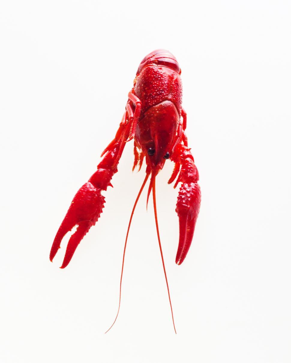 Free Stock Photo of Crayfish | Download Free Images and Free Illustrations