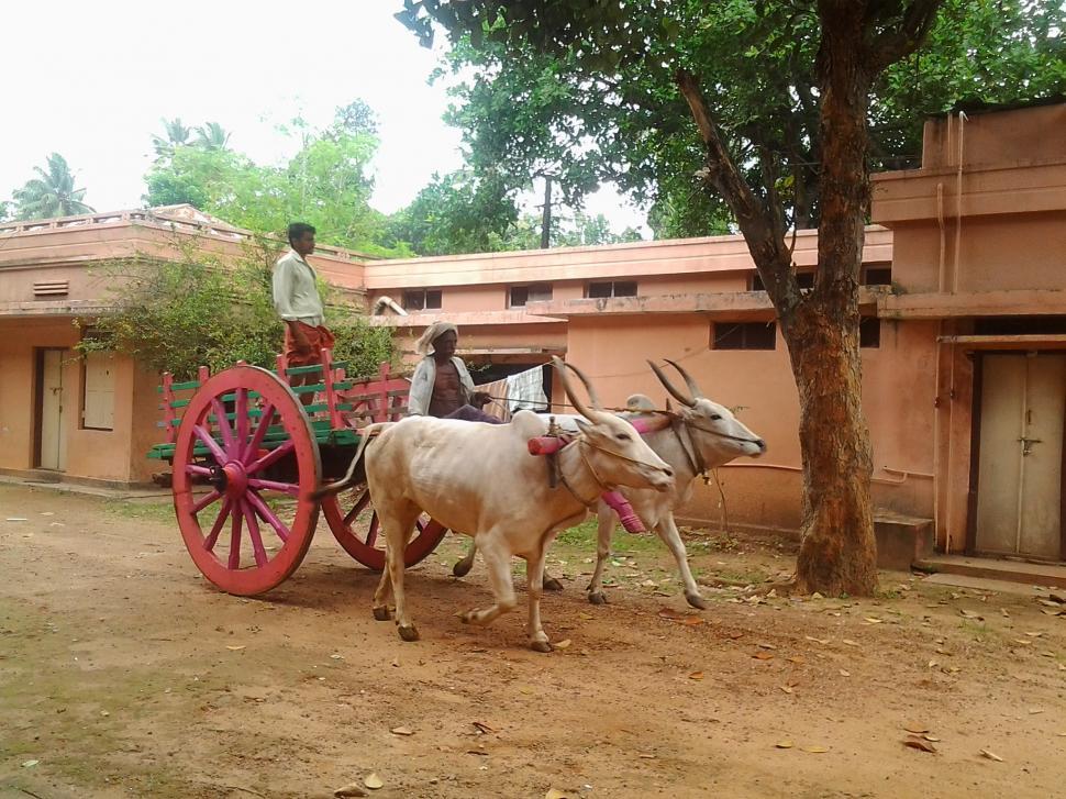 Free Stock Photo of Bullock Cart | Download Free Images and Free ...