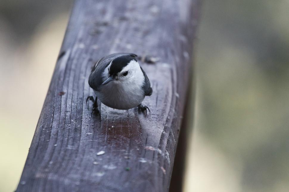 Free Stock Photo of Bird on a Beam | Download Free Images and Free ...