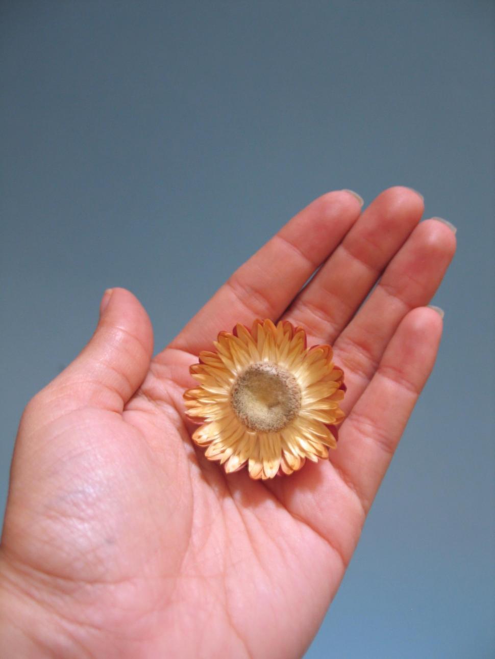 Free Stock Photo of Flower in hand | Download Free Images and Free ...